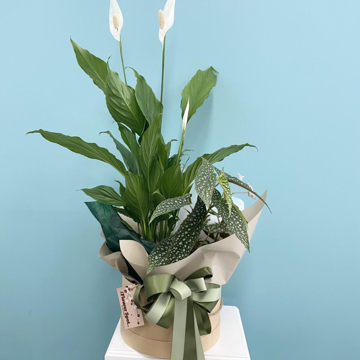 Category: Living gifts - The Flower Spot